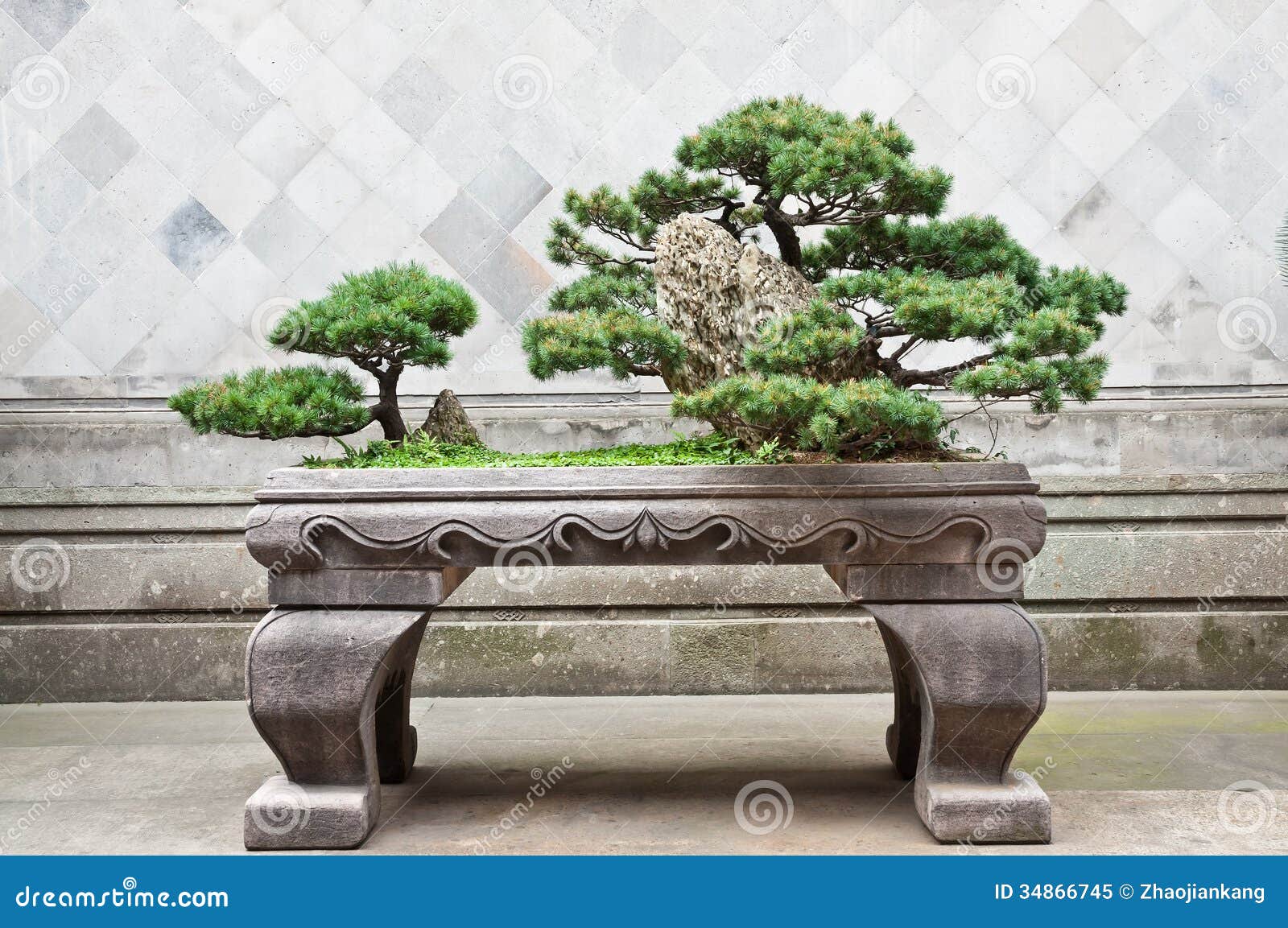 Bonsai pine tree stock image. Image of backyard, grow - 34866745