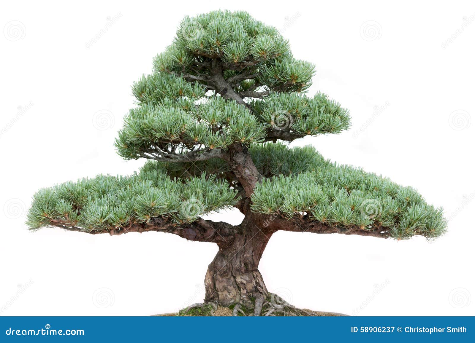 Bonsai pine tree stock image. Image of asian, oriental - 58906237