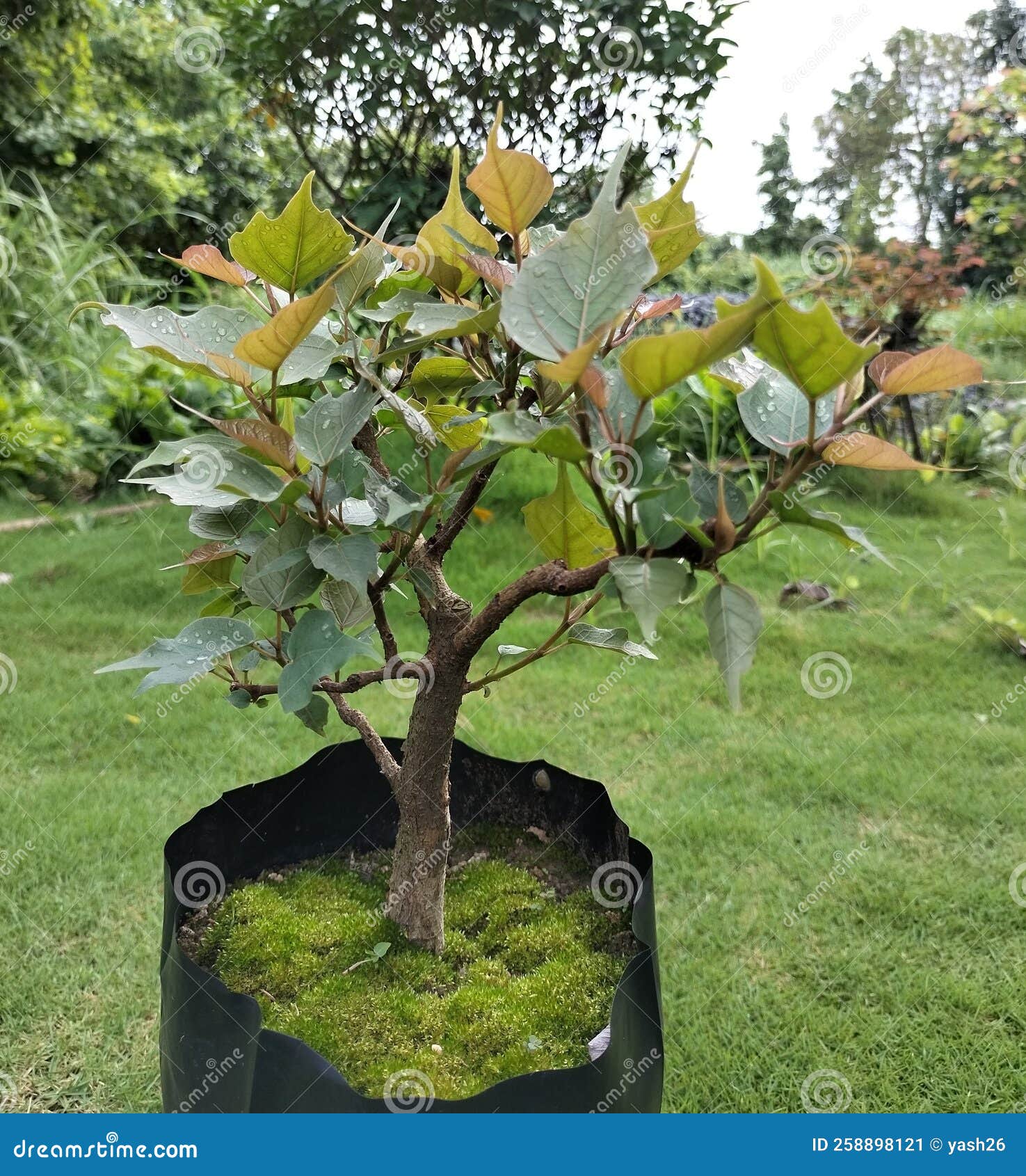 Peepal Tree, Ficus Religiosa Or Arasamaram, Cracked Wall Stock ...