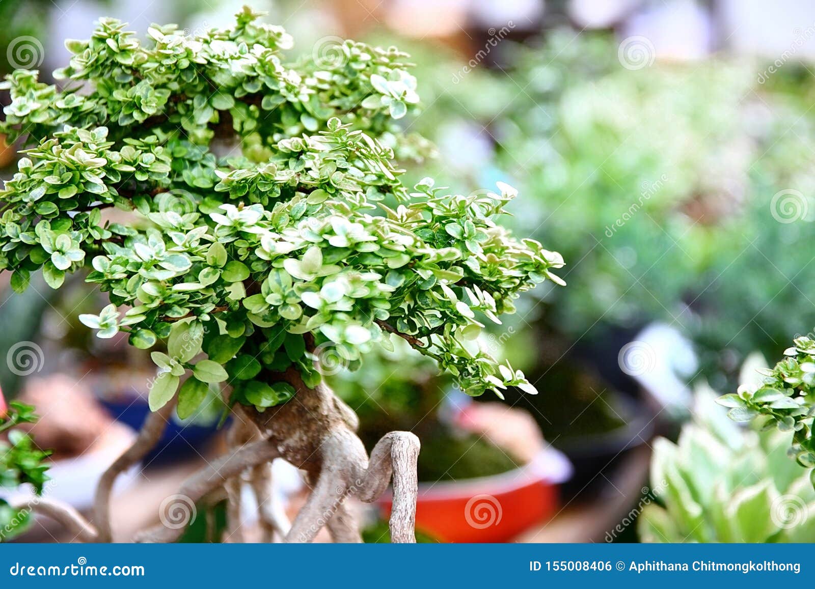 Bonsai ,planting Large Tree in Pot Stock Photo - Image of japanese ...