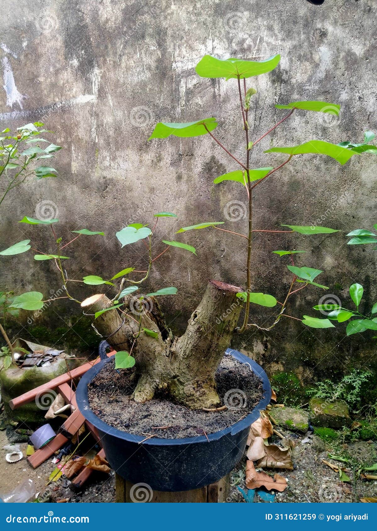 Bonsai plants, stock image. Image of plants, tree, hibiscus - 311621259