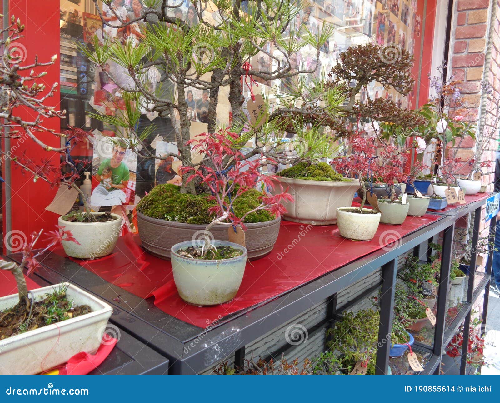 Bonsai plants at shop stock photo. Image of flowerpot - 190855614