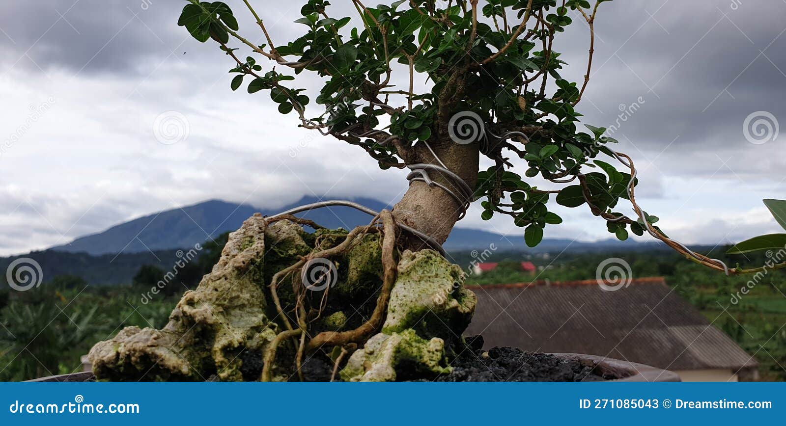 Bonsai on the Rock stock image. Image of rock, bonsai - 271085043