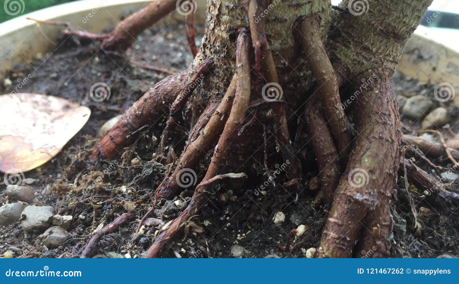 Bonsai root system stock footage. Video of ficus, bonsai - 121467262