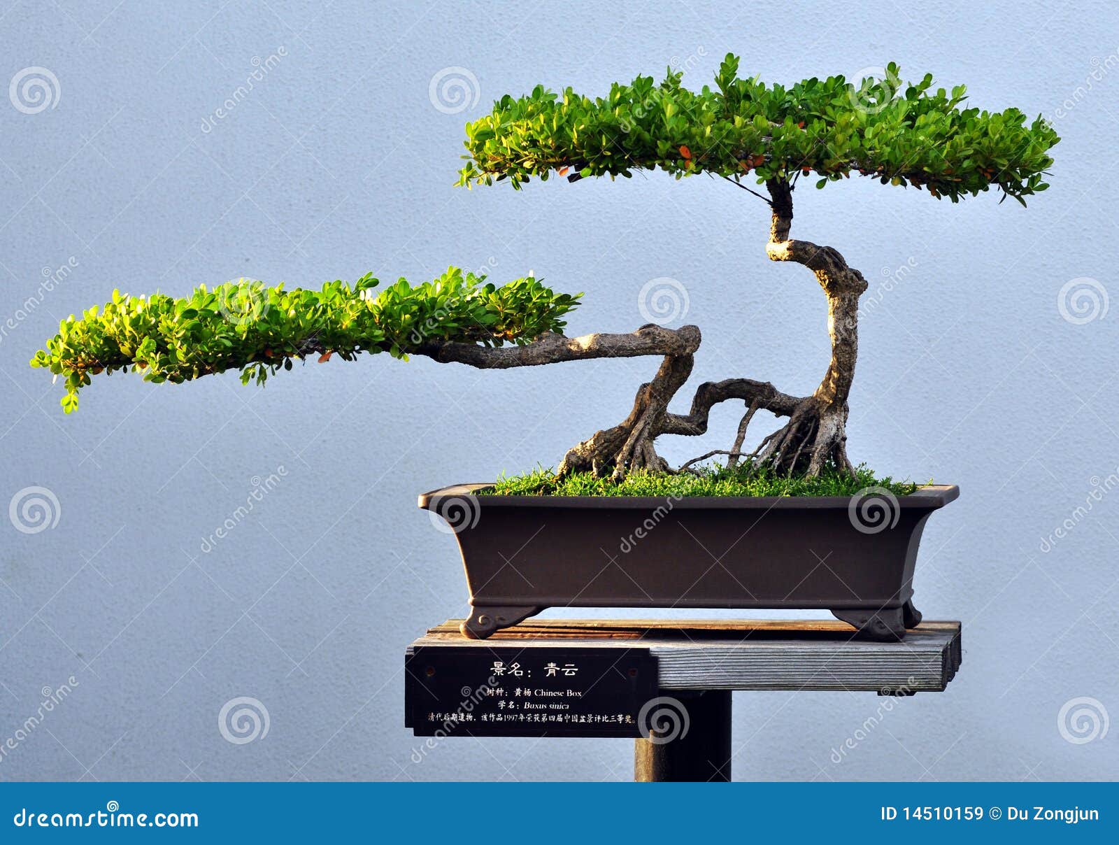 Bonsai of Small boxwood stock image. Image of outdoor - 14510159