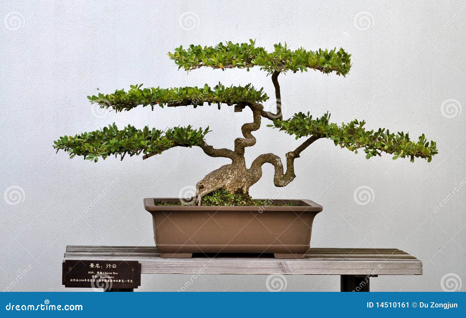 Bonsai of Small boxwood stock image. Image of garden - 14510161