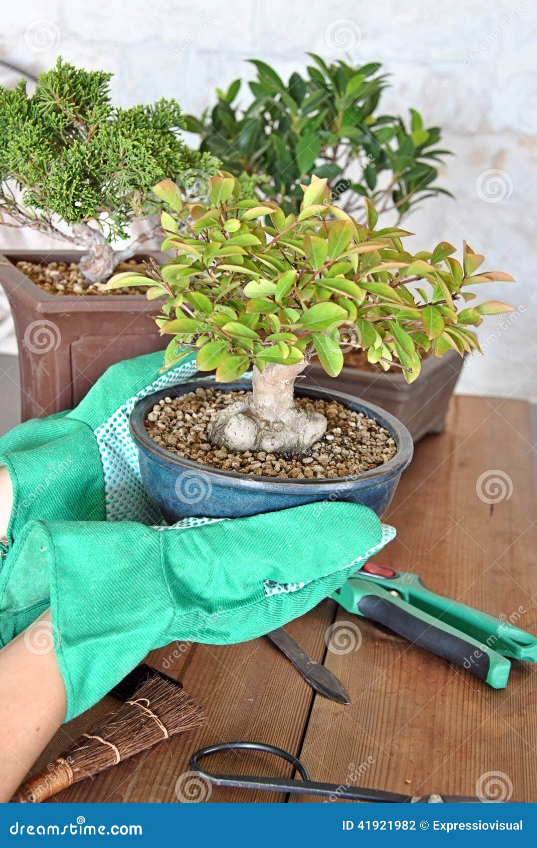 Bonsai with tools stock photo. Image of gardening, oriental - 41921982