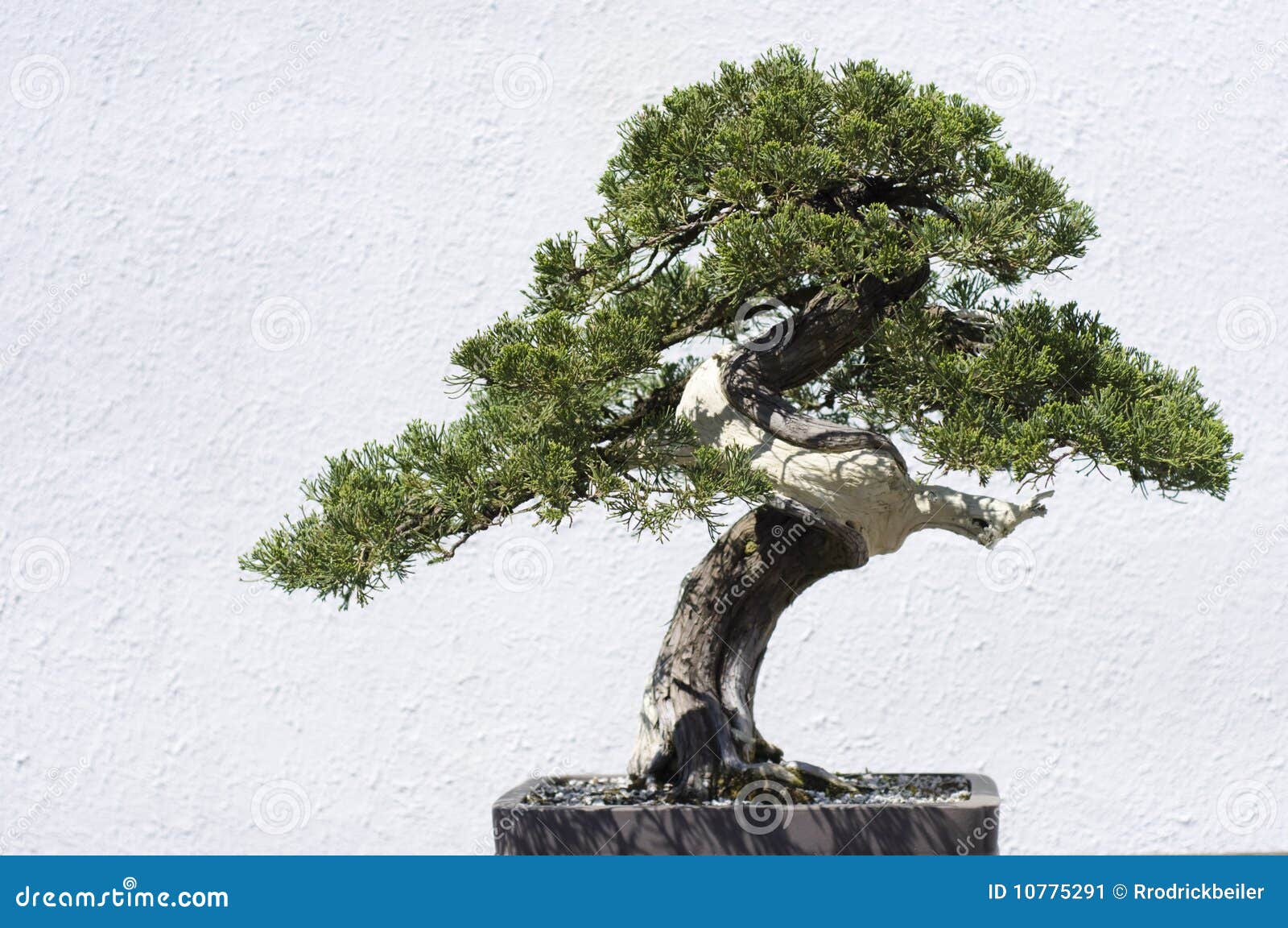 Bonsai Tree stock image. Image of still, japanese, museum - 10775291