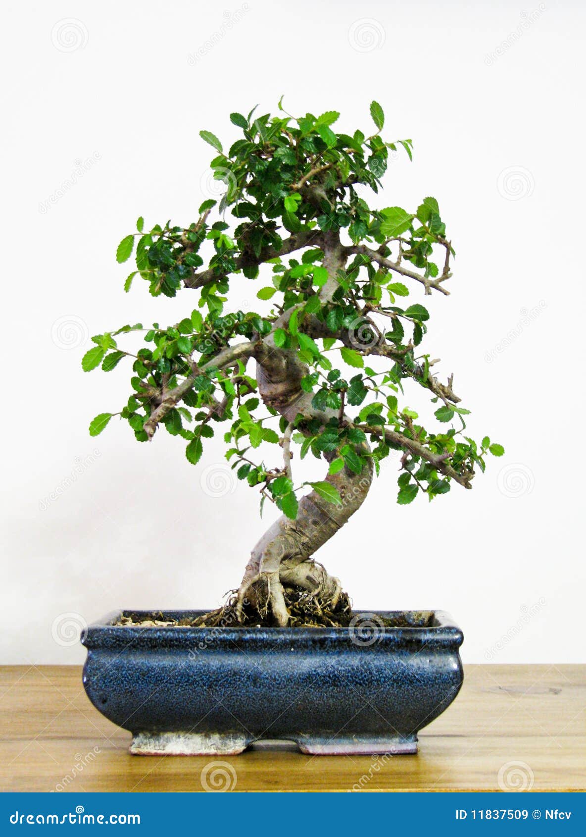 Bonsai tree stock image. Image of form, bonsai, garden - 11837509