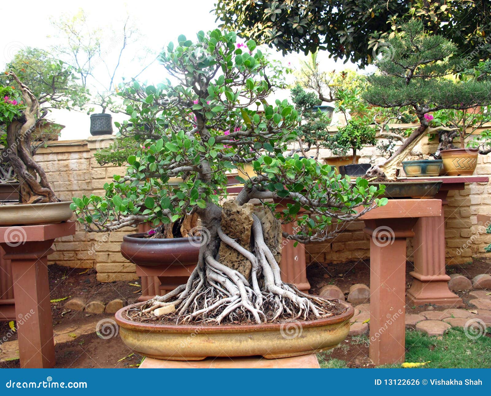 Bonsai tree stock photo. Image of outdoor, natural, trunk - 13122626