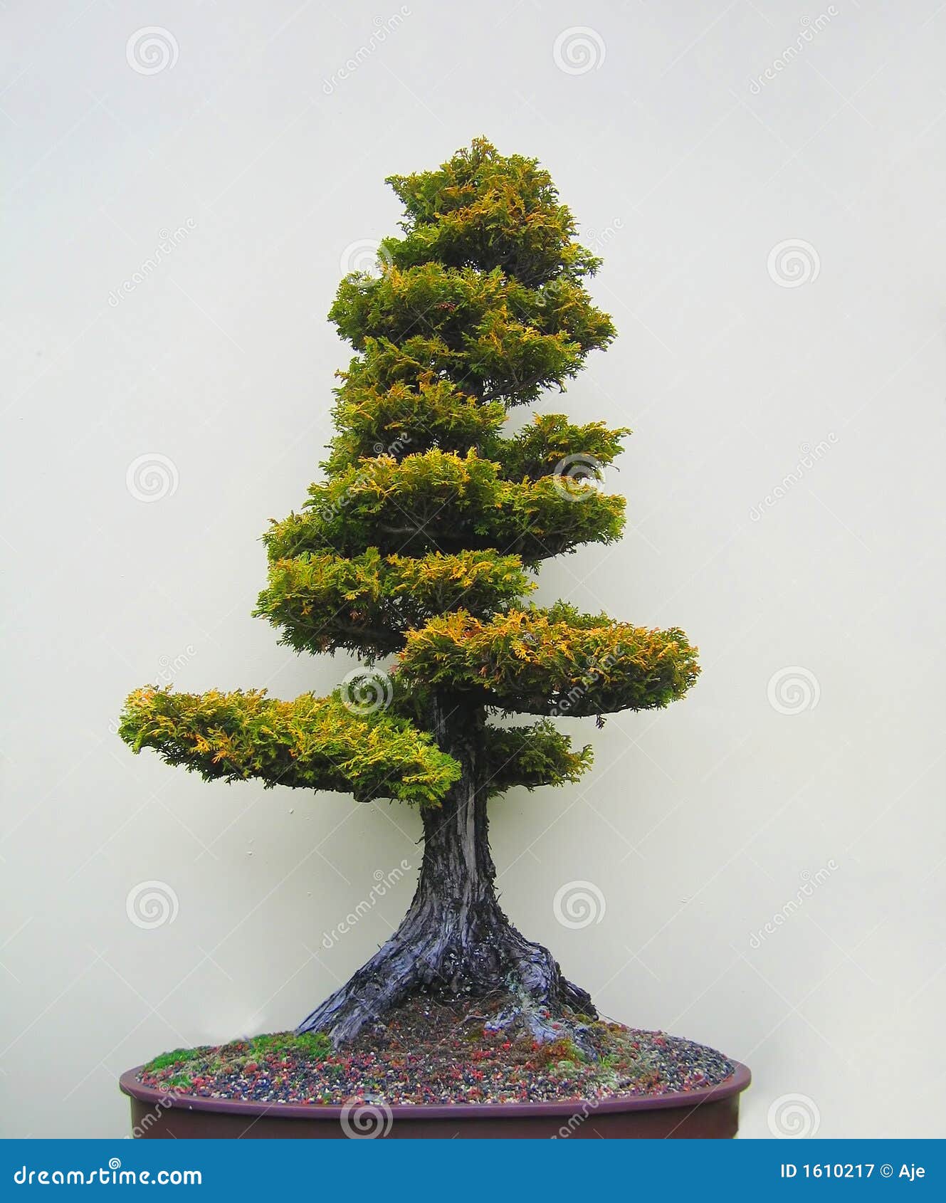 Bonsai tree stock image. Image of garden, grow, home, leaves - 1610217