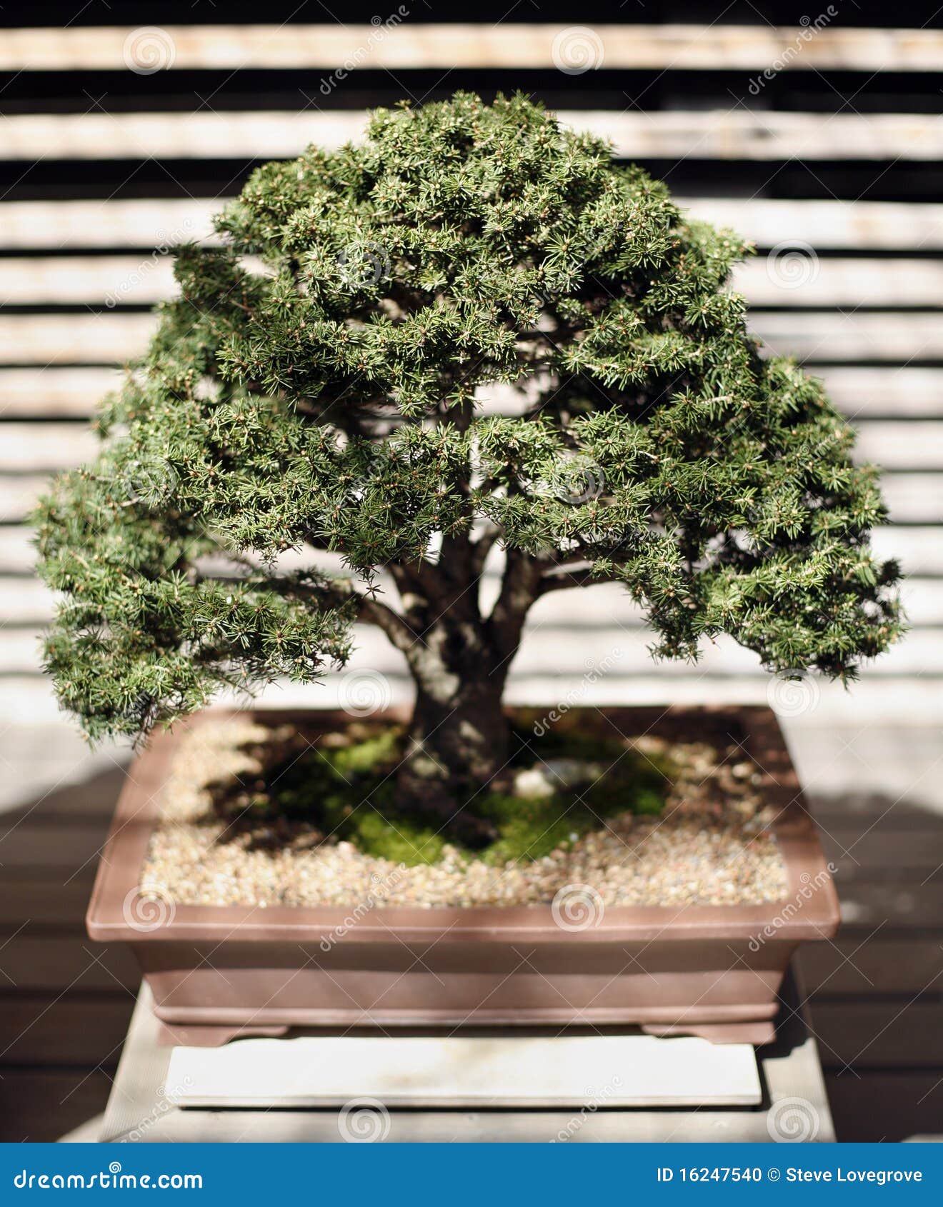 Bonsai Tree stock photo. Image of plant, conifer, tree - 16247540