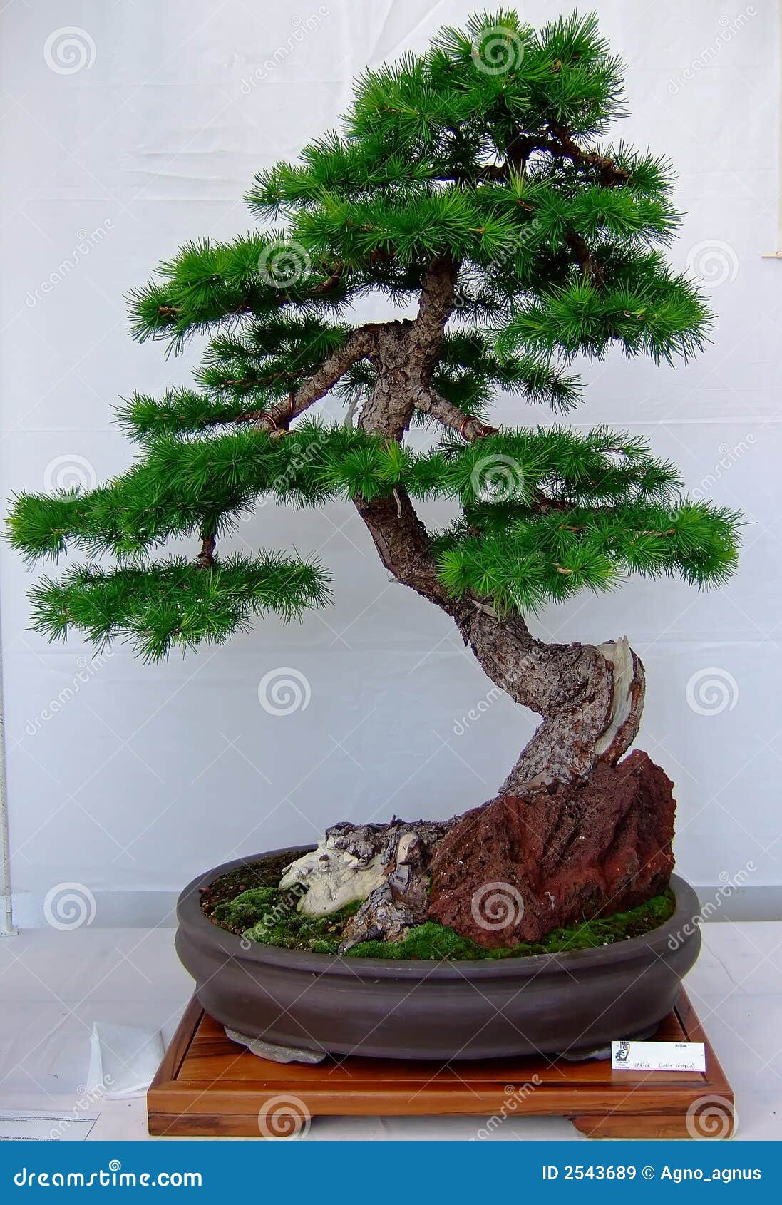 Bonsai tree stock image. Image of wood, japanese, passion - 2543689