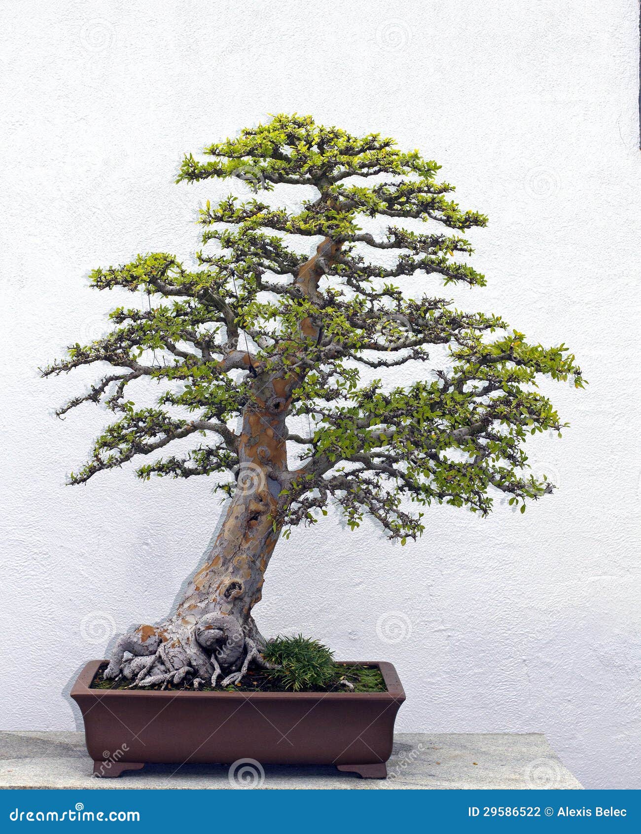 Bonsai tree stock photo. Image of culture, gardening - 29586522