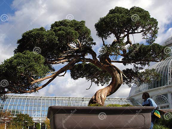 Bonsai tree stock photo. Image of sanny, potted, plant - 314068