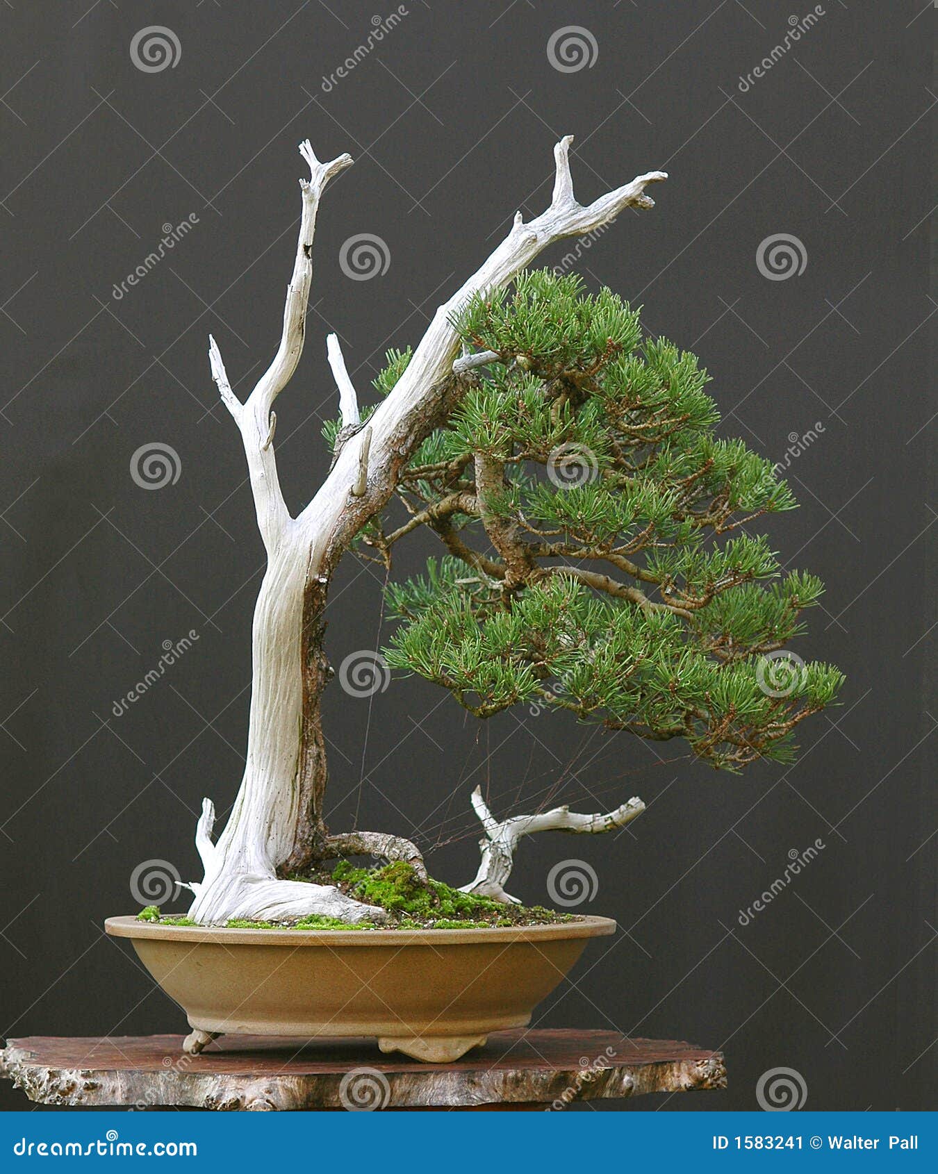 Bonsai Tree 5 stock image. Image of foliage, small, reduced - 1583241