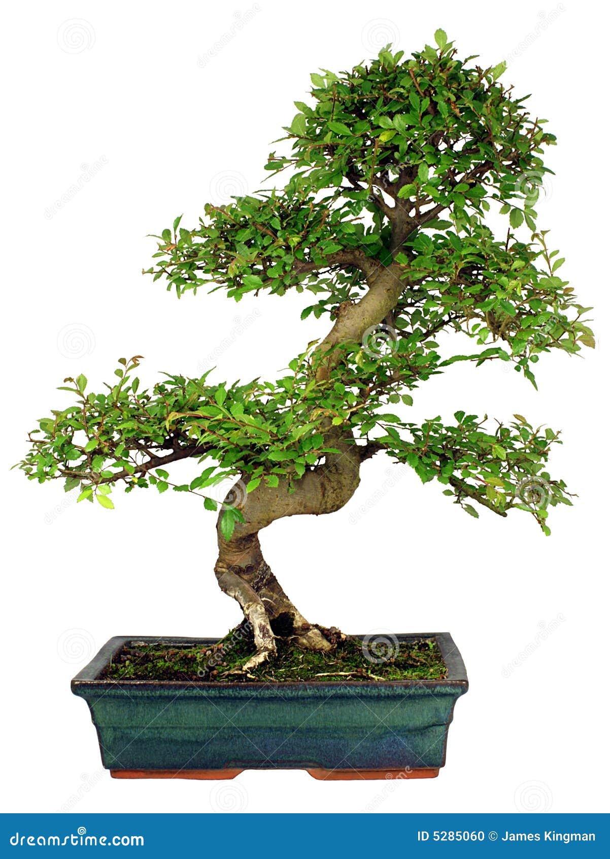 Bonsai Tree stock photo. Image of japan, leaves, earth - 5285060