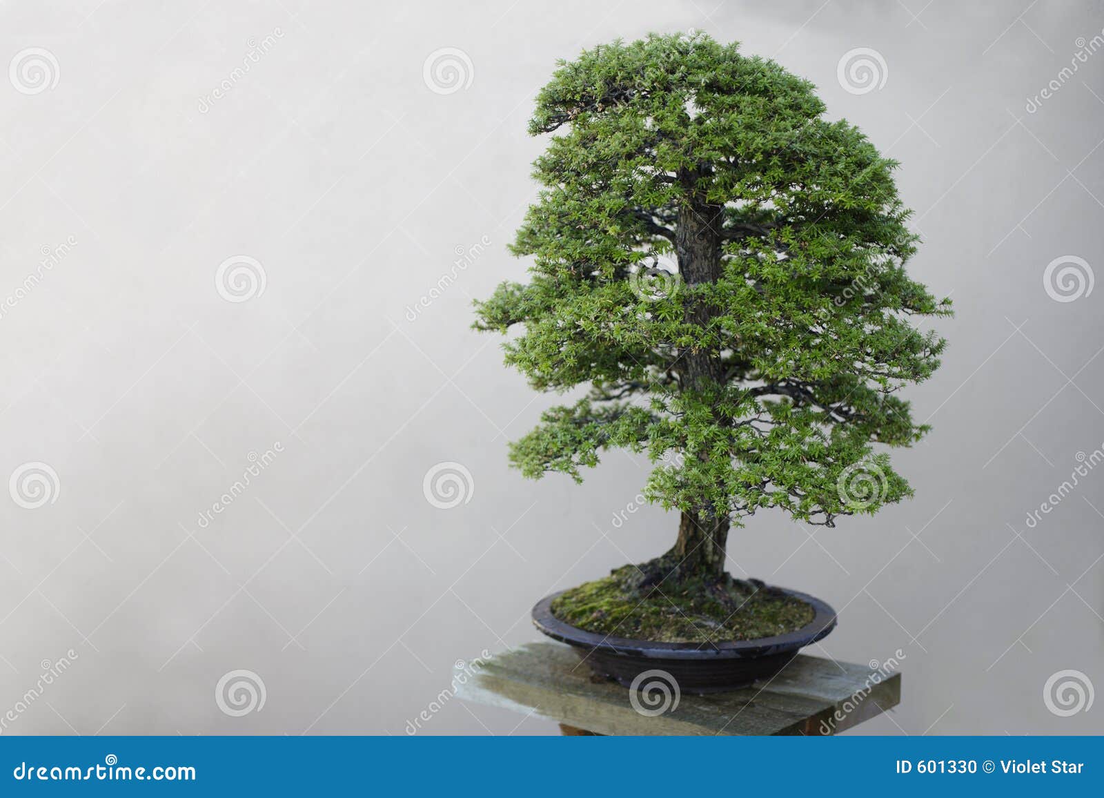 Bonsai tree stock photo. Image of cryptomeria, leaves, small - 601330