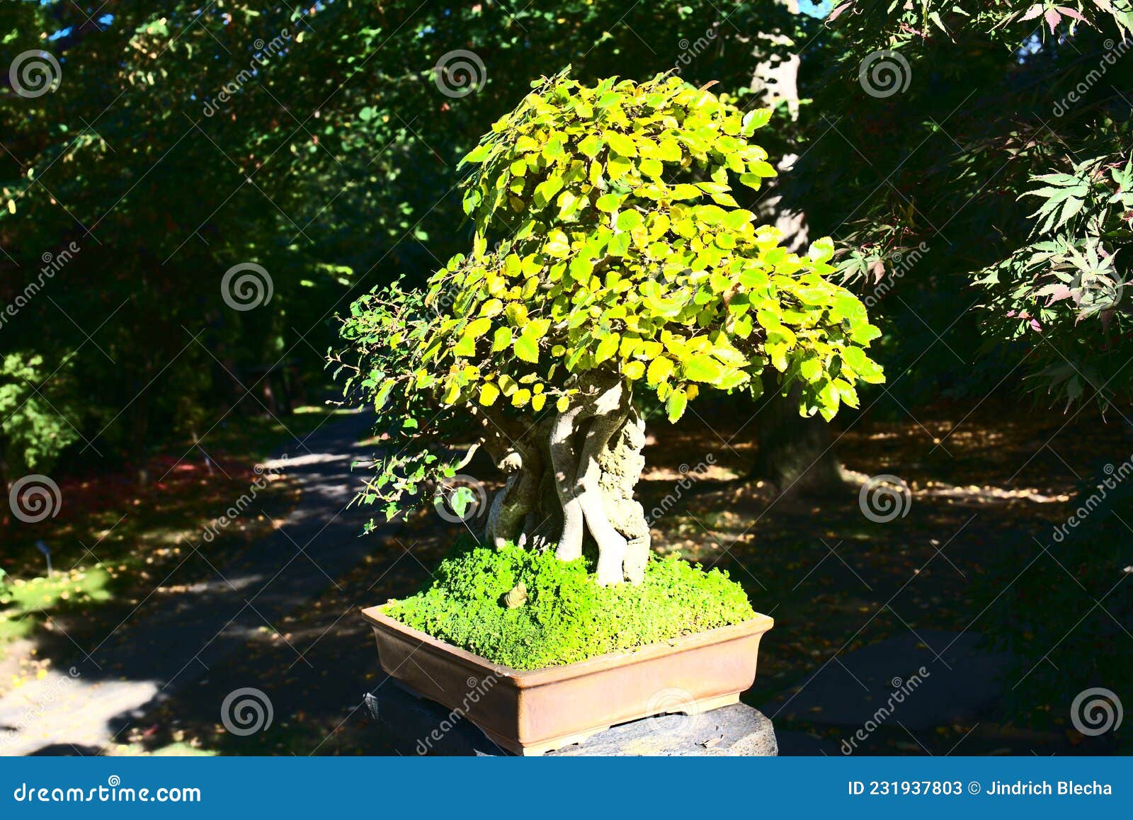 Bonsai tree in autumn stock image. Image of bonsai, hobby - 231937803