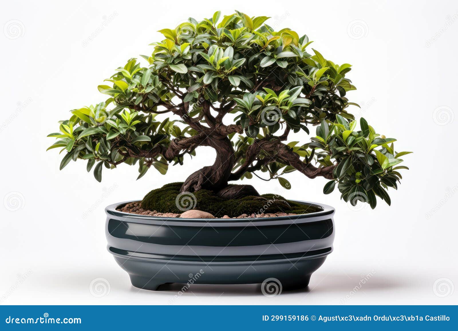 Bonsai Tree in a Black Plate on White Background. Stock Photo - Image ...