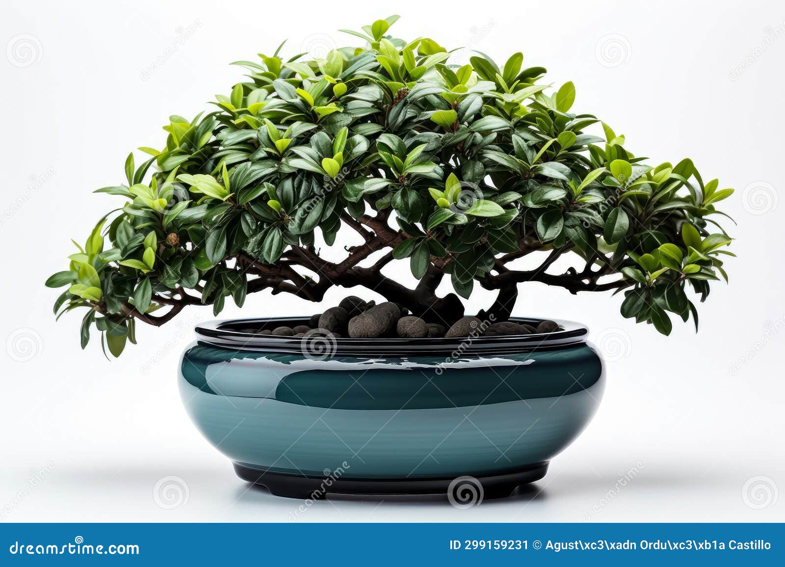 Bonsai Tree in a Black Plate on White Background. Stock Image - Image ...