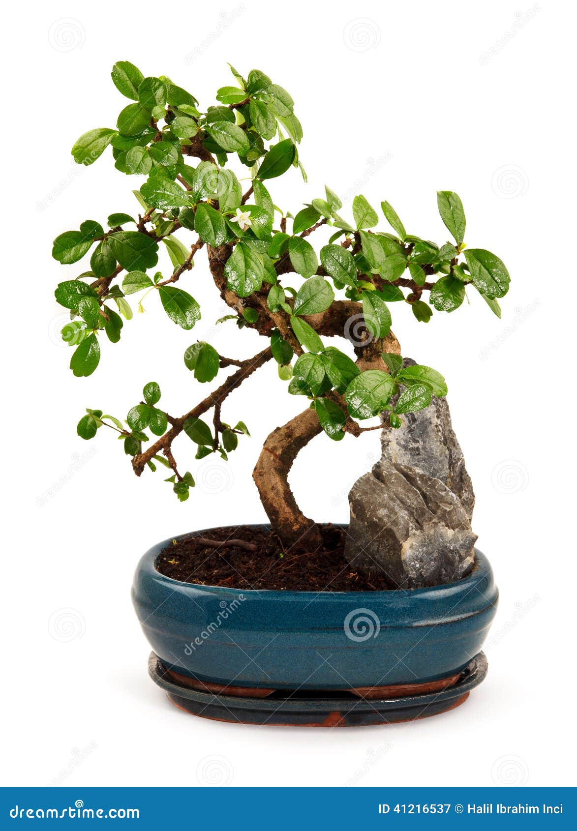 Bonsai tree in blue pot stock image. Image of hobby, green - 41216537