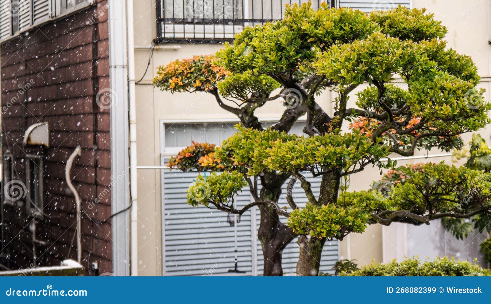 Bonsai Tree between Buildings in Tokyo Stock Image - Image of outdoors ...