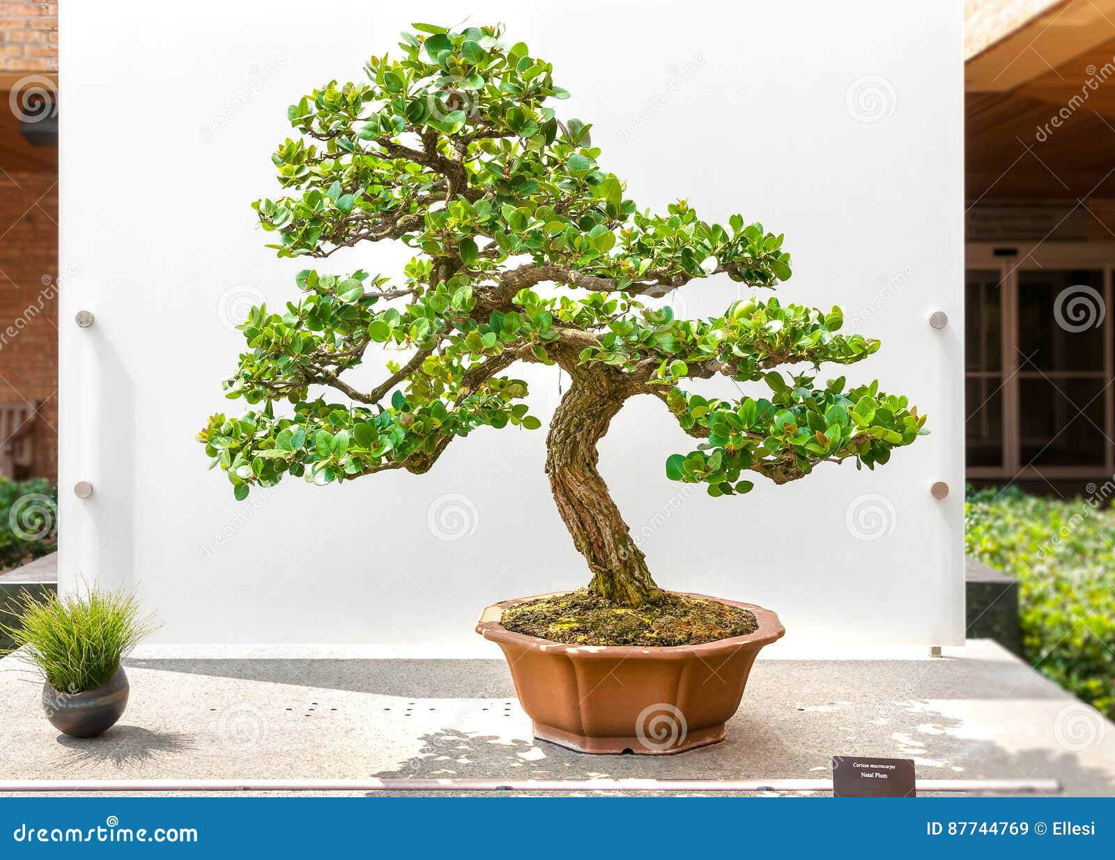 Bonsai Tree, Carissa Macrocarpa, Natal Plum Stock Image - Image of plum ...
