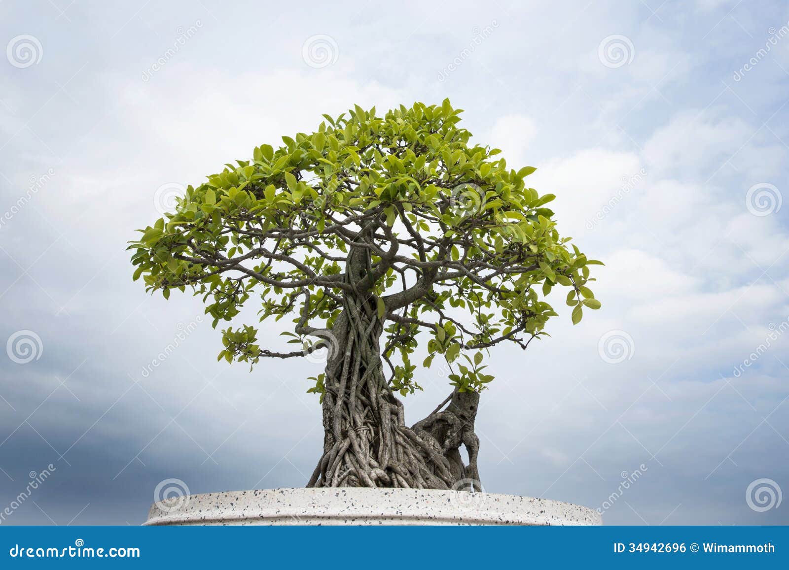 Bonsai tree. stock photo. Image of growing, balance, life - 34942696
