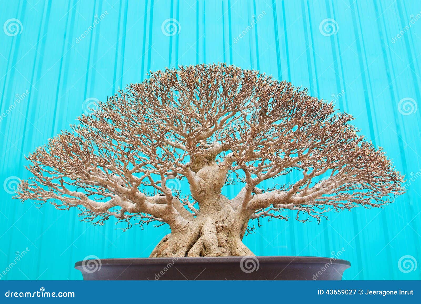 Bonsai tree stock image. Image of leaf, outdoor, plant - 43659027