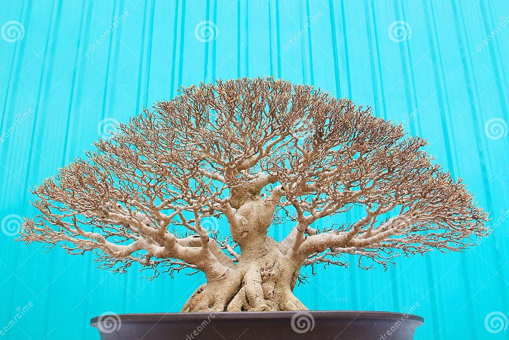 Bonsai tree stock image. Image of leaf, outdoor, plant - 43659027