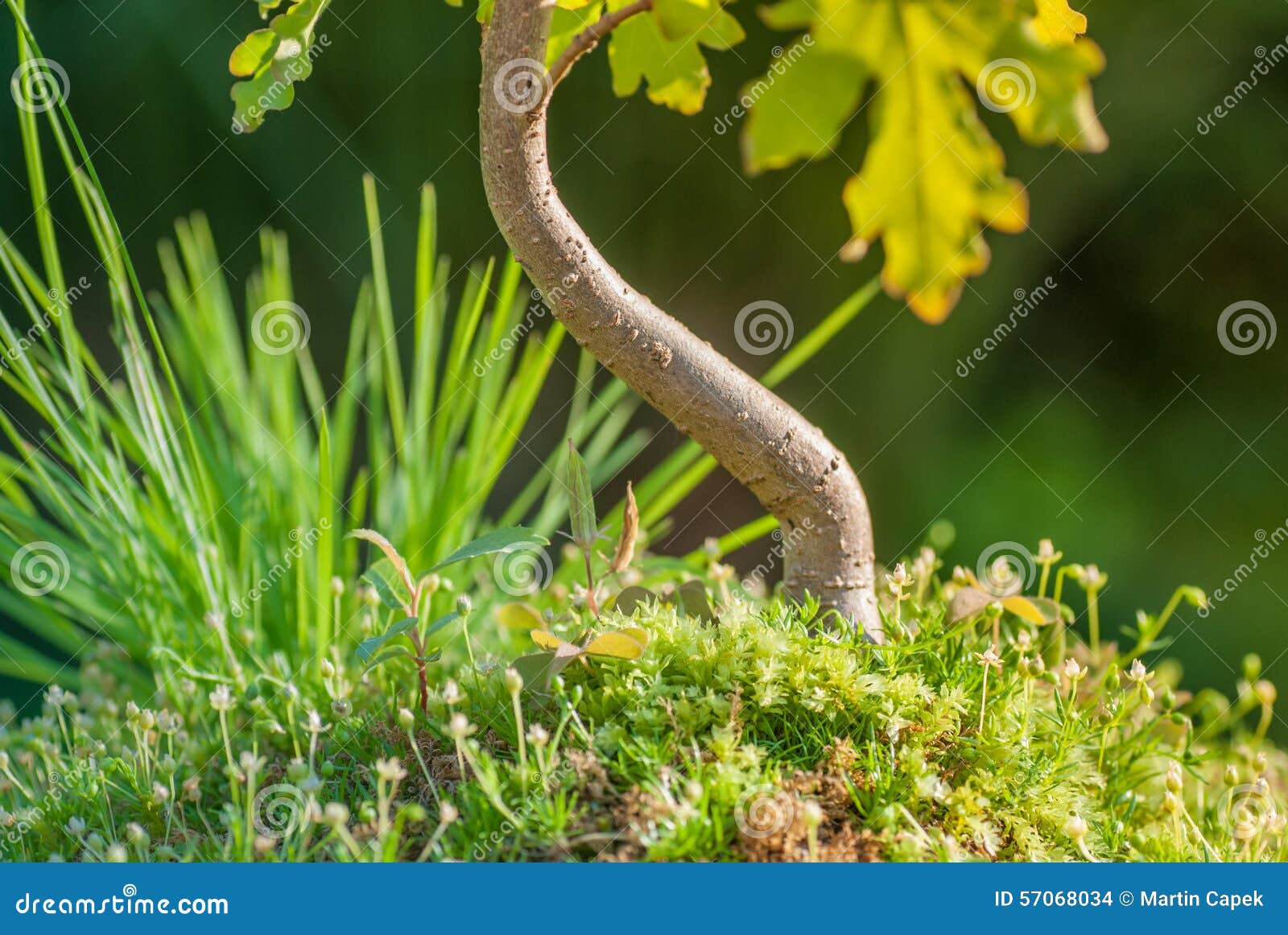 Bonsai tree stock photo. Image of chinese, eastern, elegant - 57068034