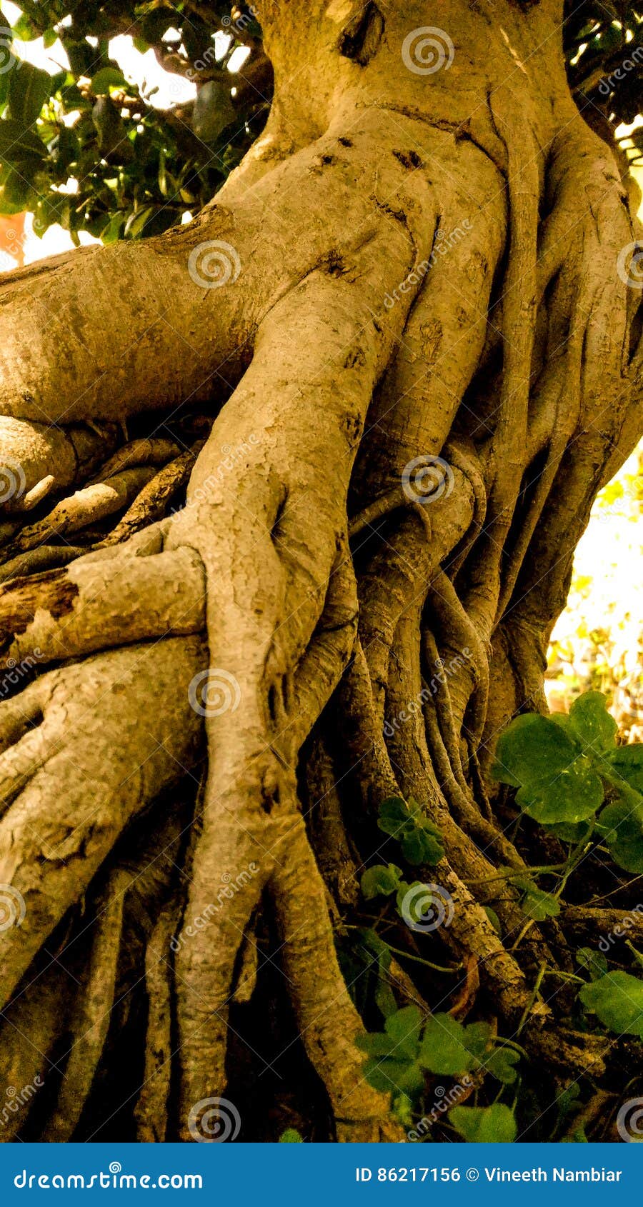 Creepy Roots That Looks Like A Human Profile Stock Photo ...