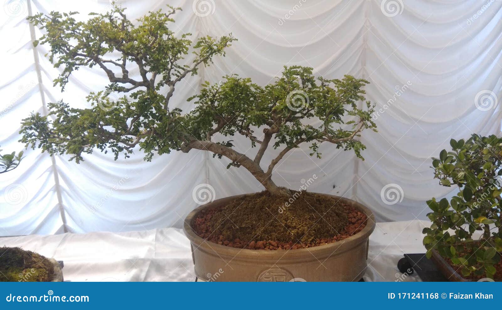 Bonsai Tree in an Exhibition Editorial Stock Photo - Image of plant ...