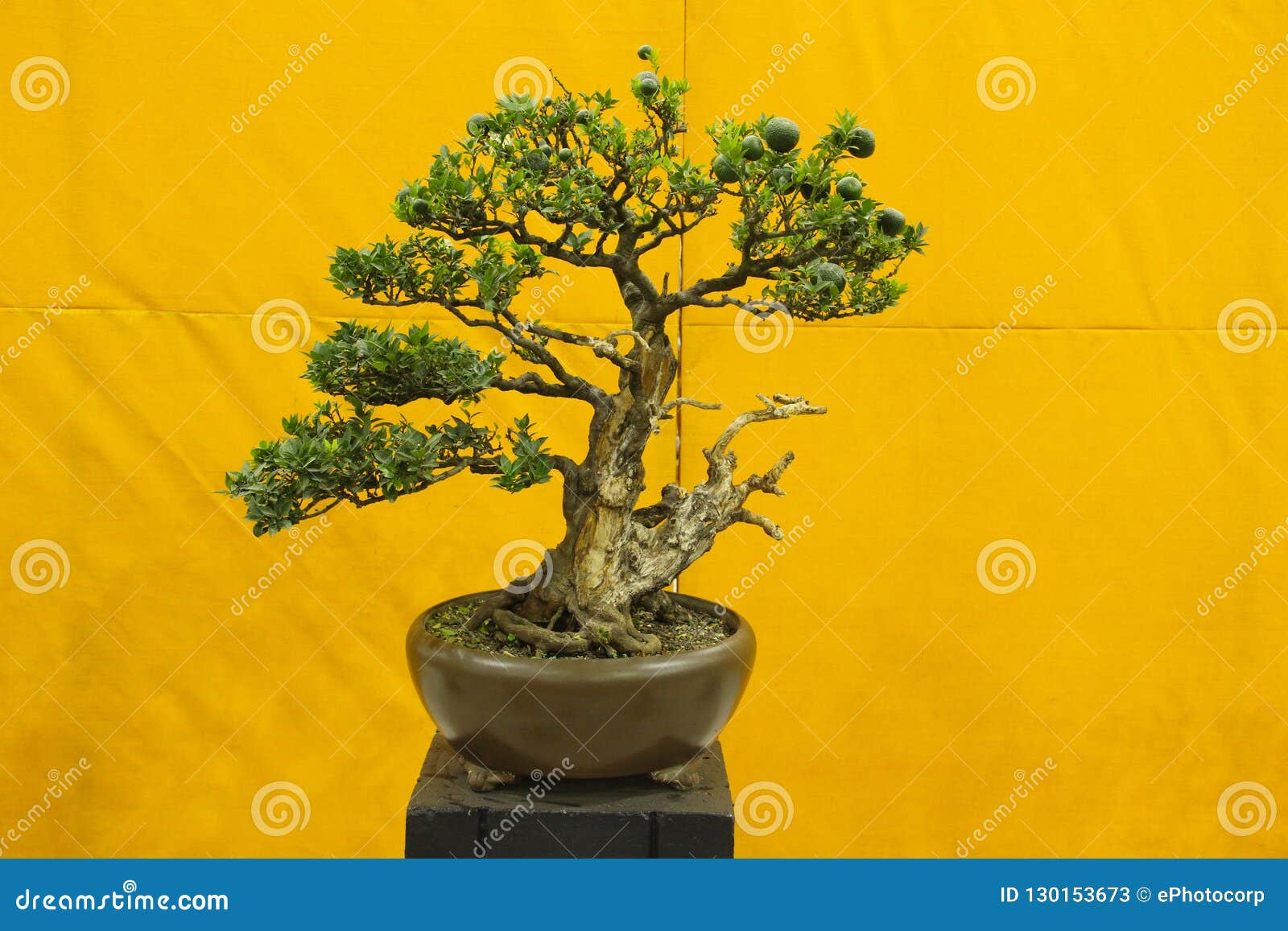 Bonsai Tree at Bonsai Tree Exhibition at Pune. Editorial Stock Photo ...