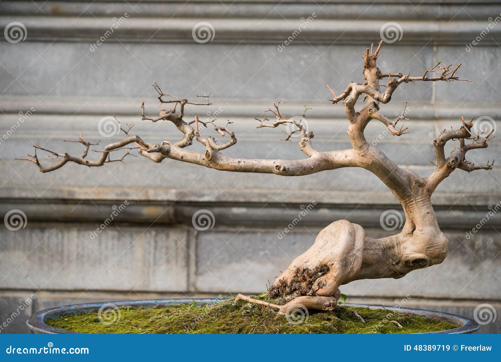 Bonsai tree stock image. Image of decorative, branch - 48389719