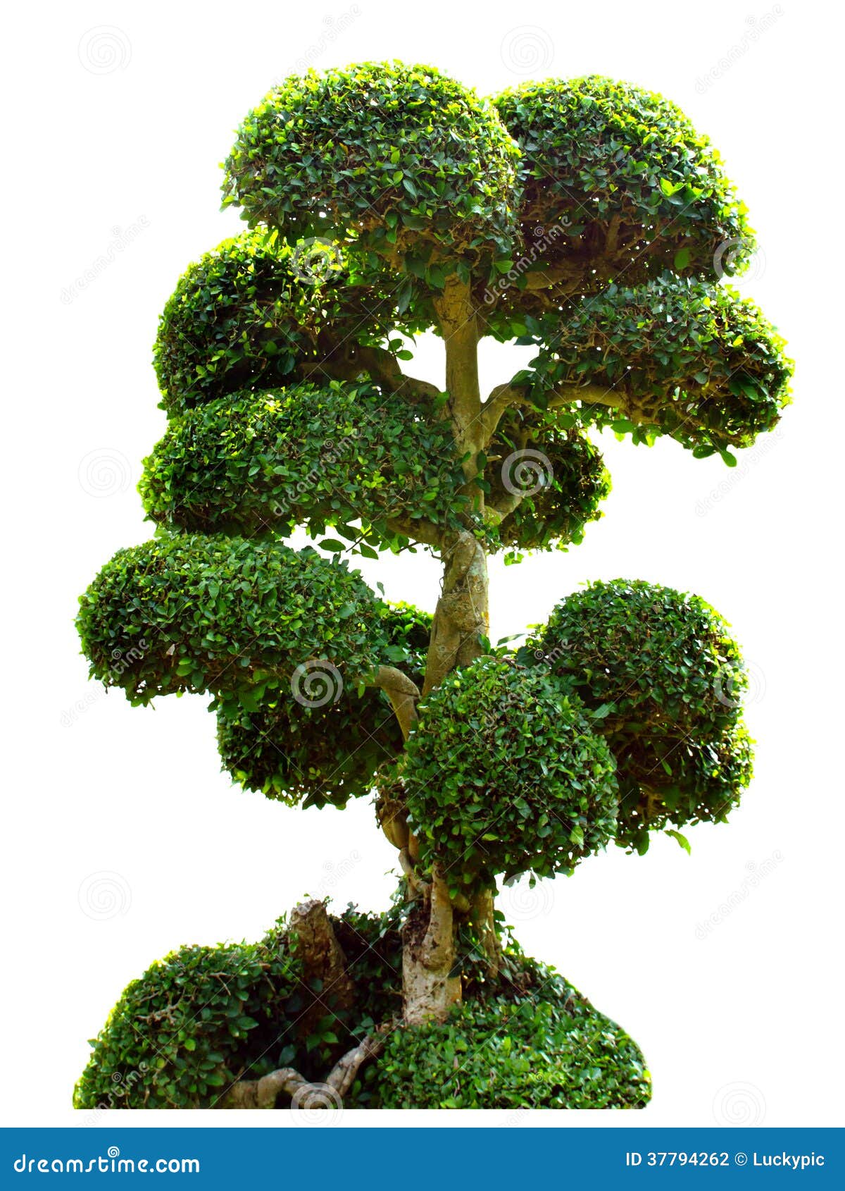 Bonsai Tree in Garden Isolated on White Stock Photo - Image of ...
