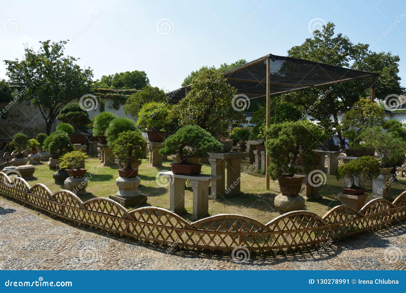 Bonsai Tree in a Garden. Row of Bonsai Trees. Stock Image - Image of ...