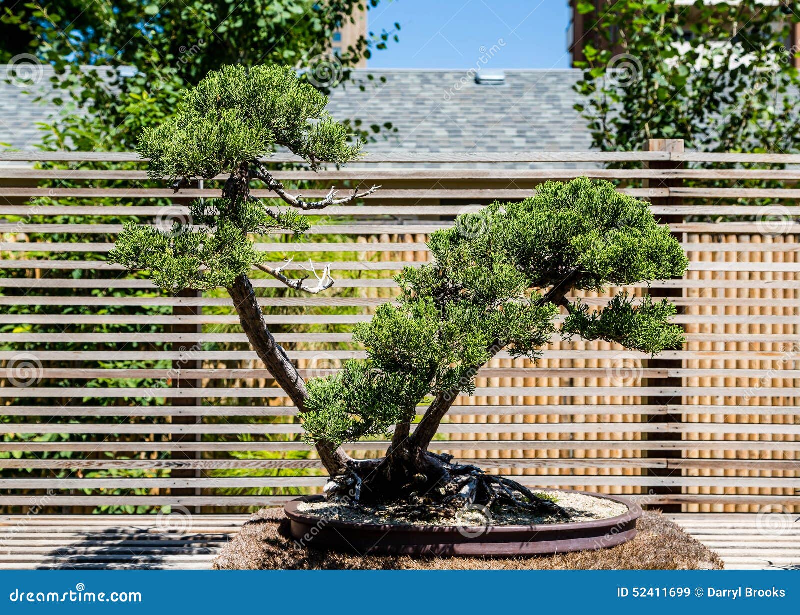 Bonsai Tree in Garden stock image. Image of plant, trunk - 52411699