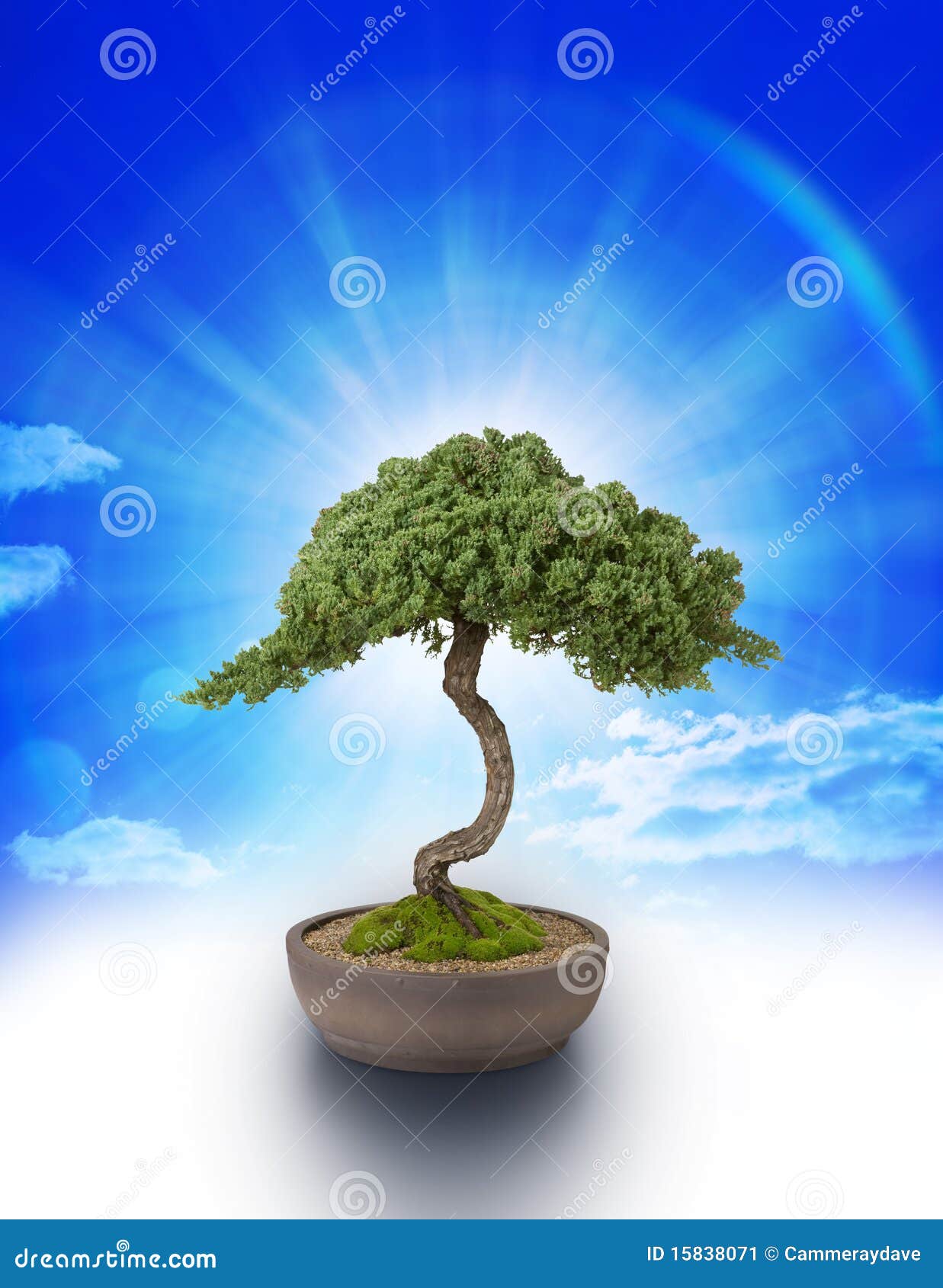 Bonsai Tree Stock Photography | CartoonDealer.com #16247552