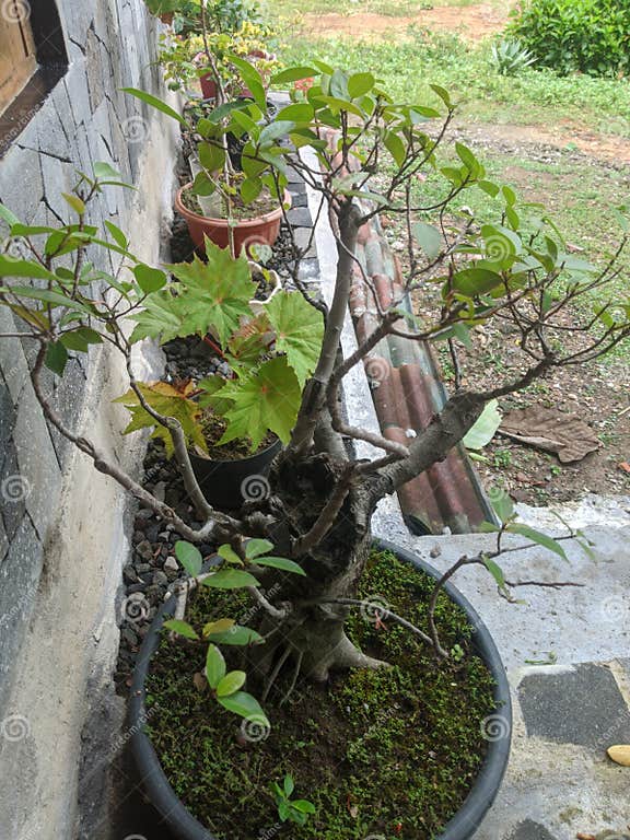 Bonsai tree ko stock photo. Image of bonsai, houseplant - 264758200