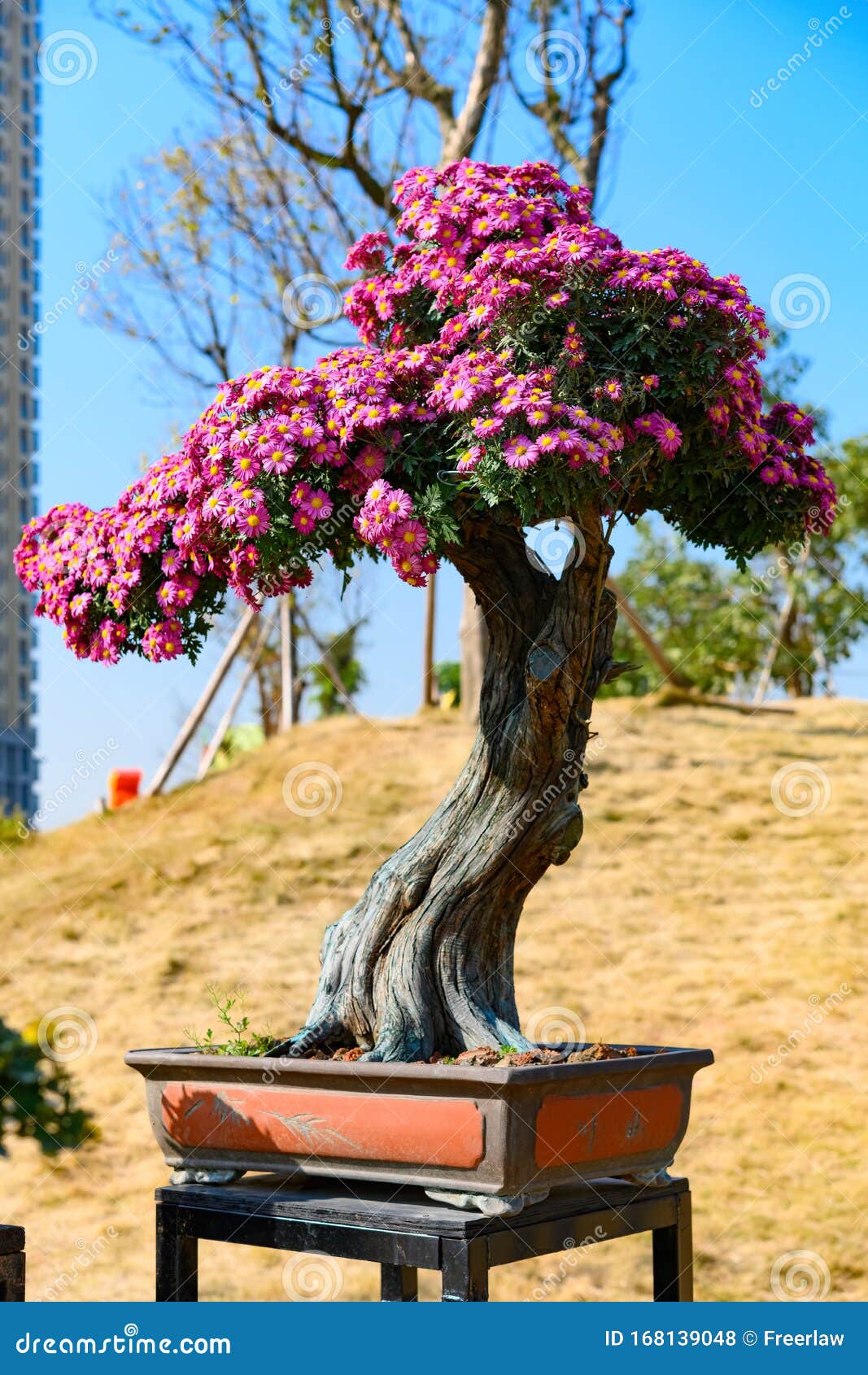 Bonsai Tree with Lilac Chrysanthemum Flowers Vertical Composition Stock ...