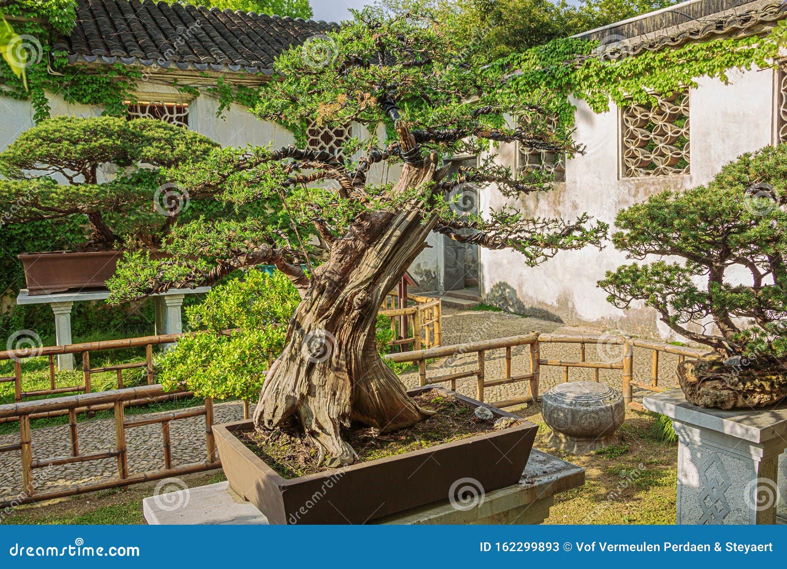 Bonsai Tree in the Liu Garden Stock Image - Image of bonsai, lingering ...