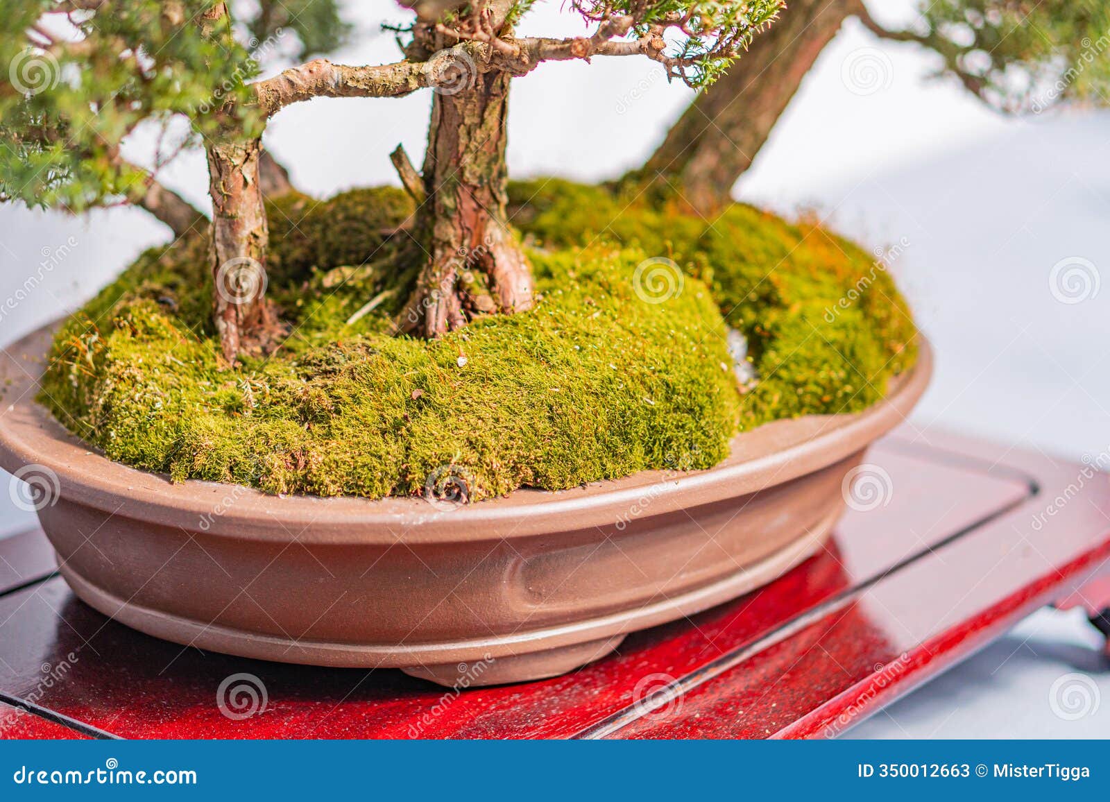 A Bonsai Tree with Multiple Trunks, Aged Appearance, Complex Structure ...