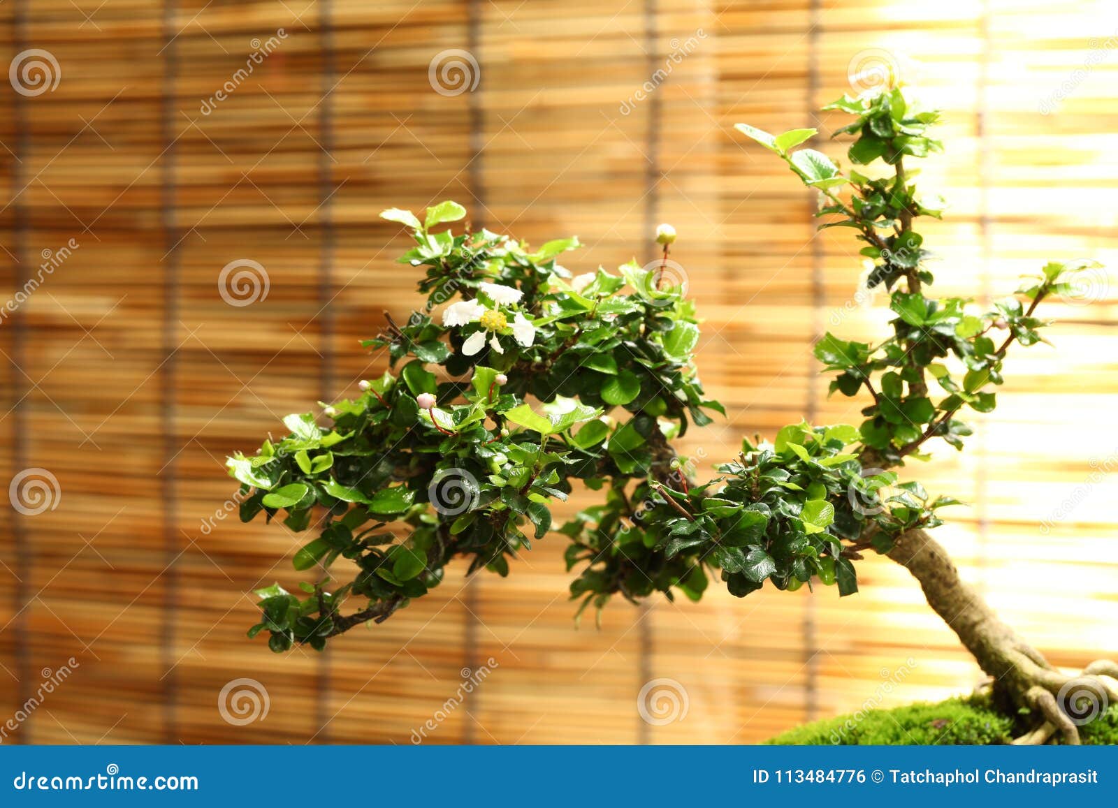Bonsai tree scene. stock photo. Image of cultivated - 113484776