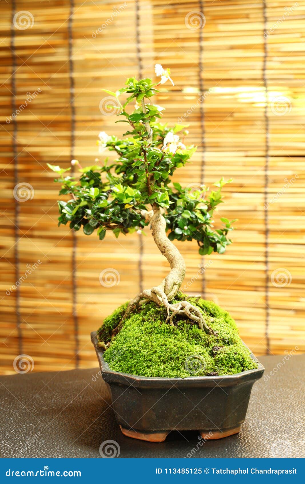 Bonsai tree scene. stock image. Image of china, foliage - 113485125