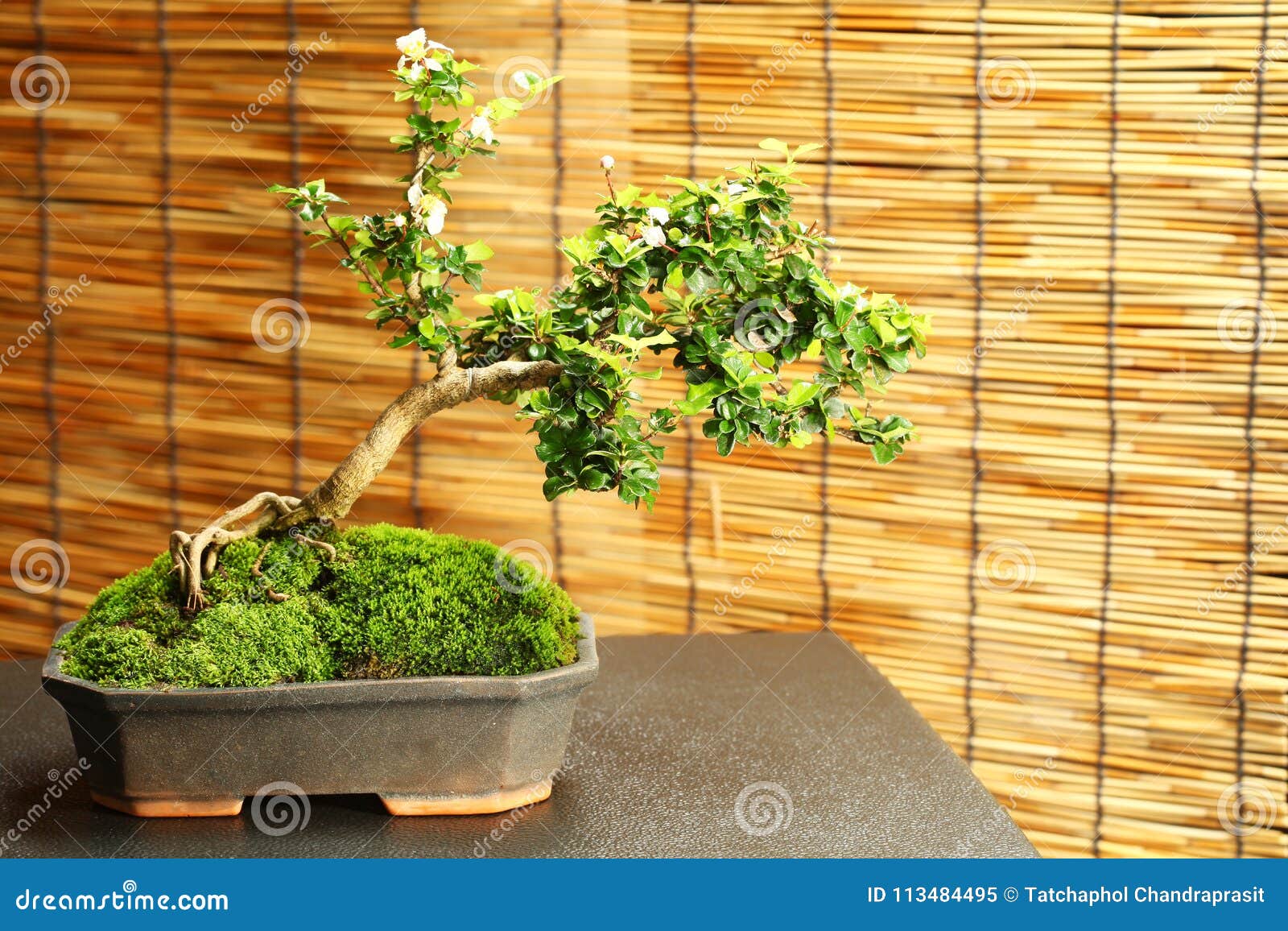 Bonsai tree scene. stock image. Image of garden, decorative - 113484495