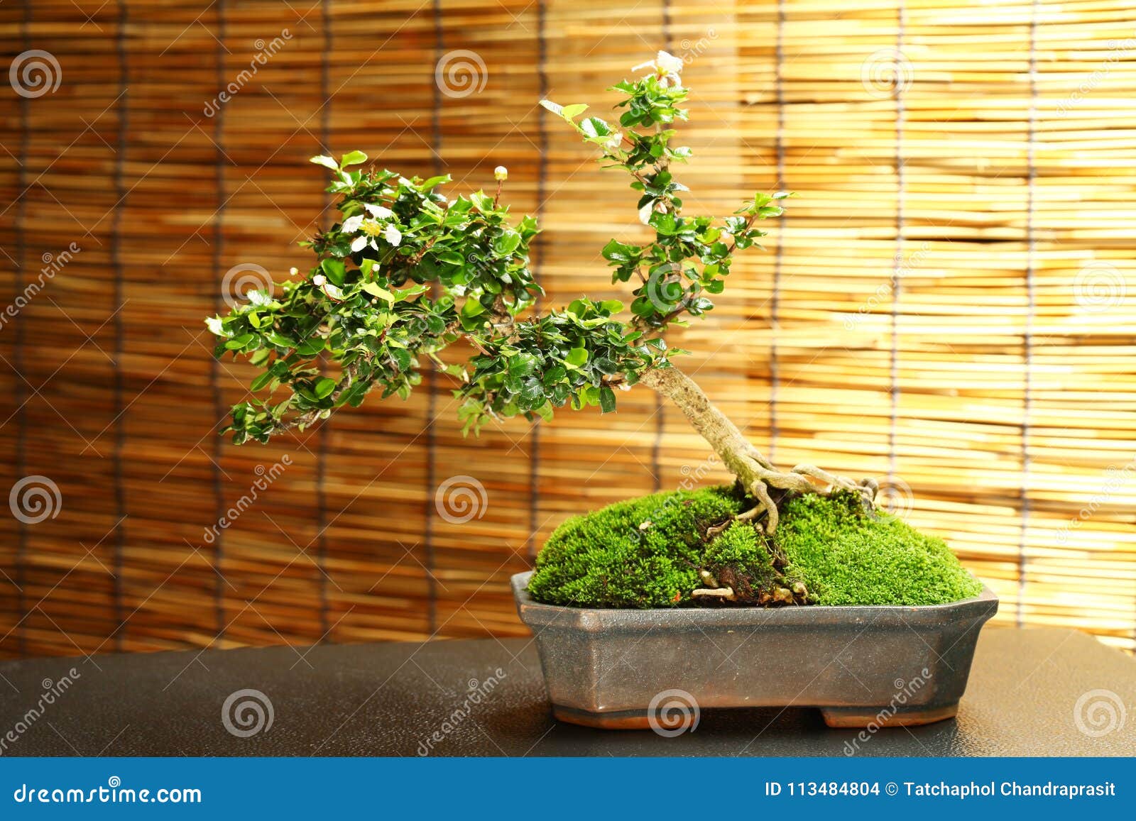 Bonsai tree scene. stock photo. Image of garden, onsai - 113484804