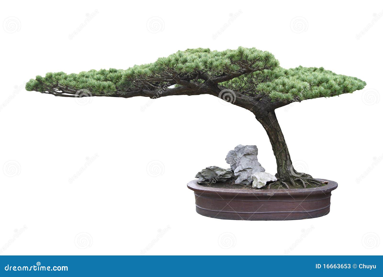 4,260 Bonsai Tree Pine Stock Photos - Free & Royalty-Free Stock Photos ...