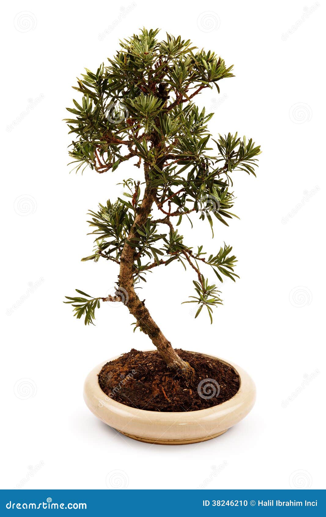 Bonsai tree in a pot stock photo. Image of garden, houseplant - 38246210